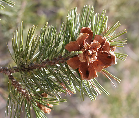 New Mexico Pinon Nuts on sale here now! Fresh Crop!